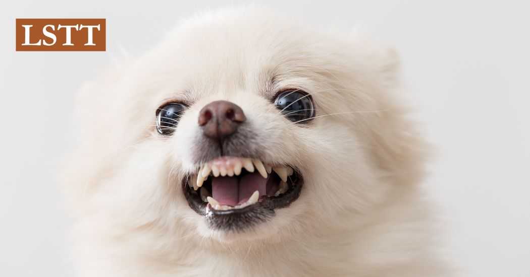 Who is Responsible for Dog Attacks in Colorado?